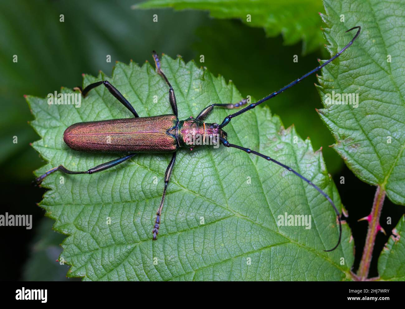 Copper beetle hi-res stock photography and images - Alamy