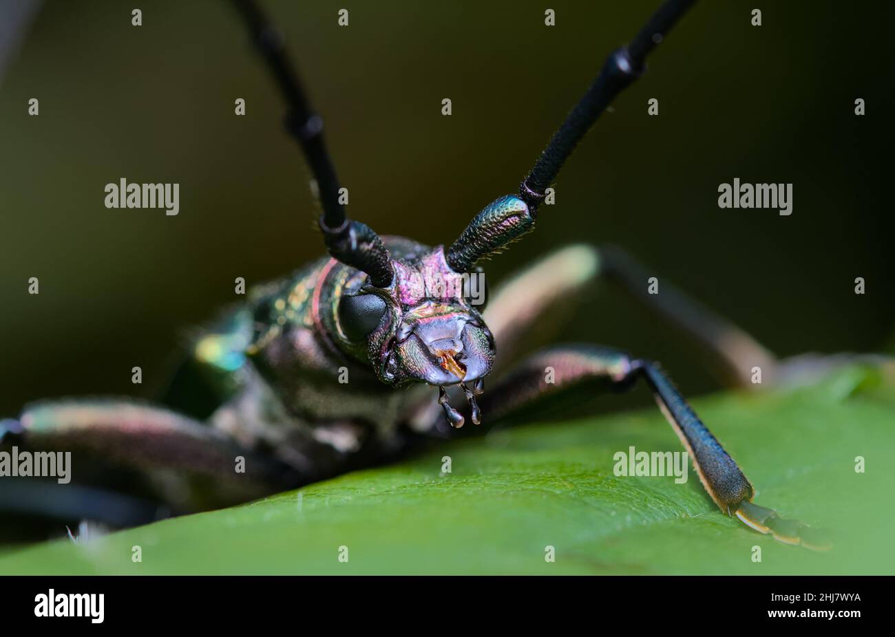 Insect jaws hi-res stock photography and images - Alamy