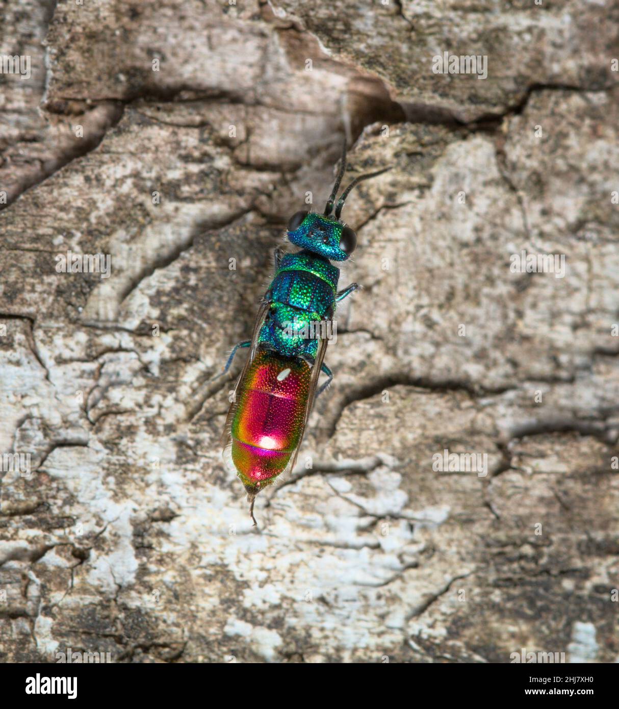 Top View Of A Ruby Tailed Cuckoo Wasp, Chrysis ignita, Sitting On The ...