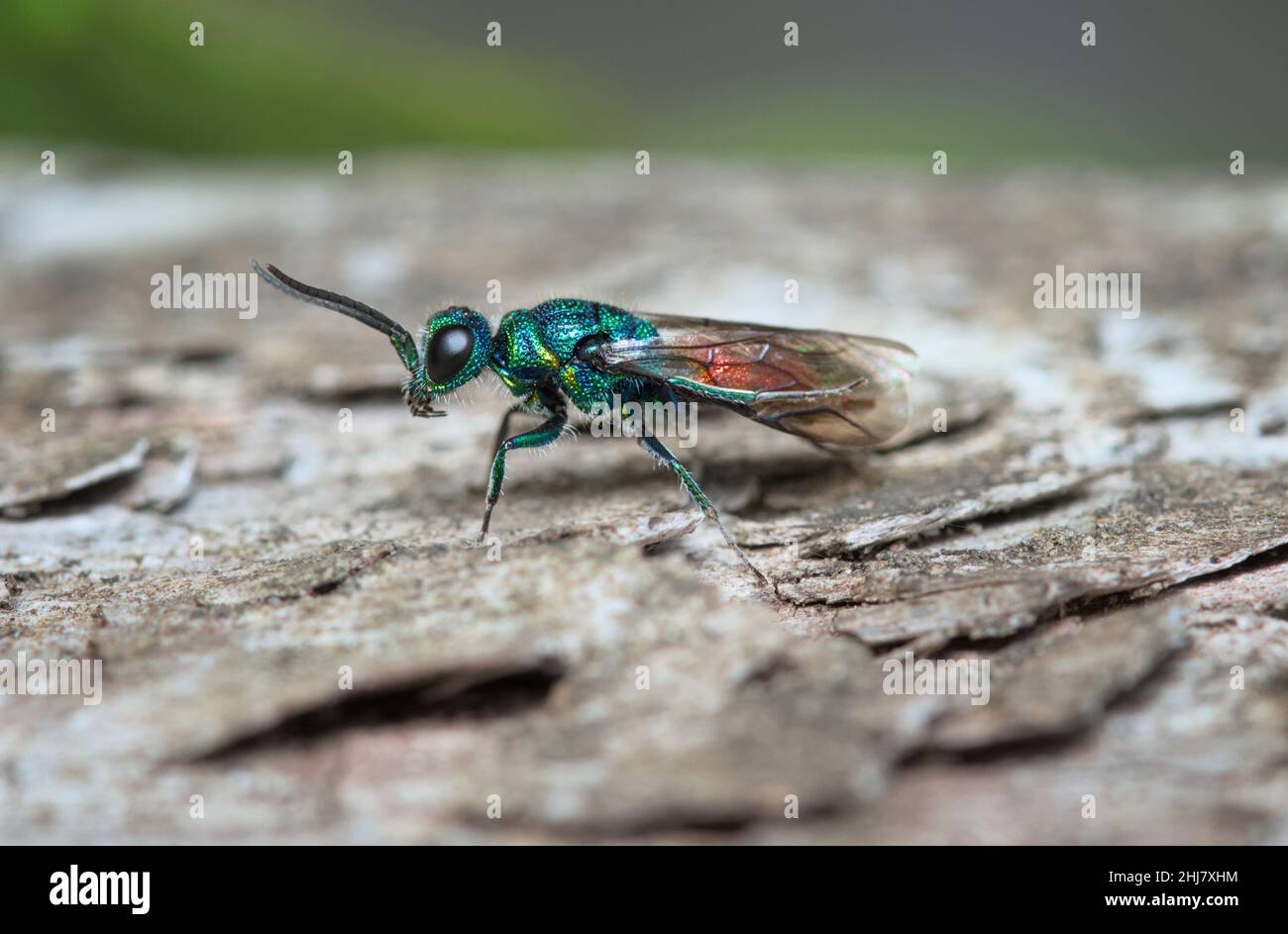Side View Of A Ruby Tailed Cuckoo Wasp, Chrysis ignita, Sitting On The Bark Of A Tree UK Stock ...