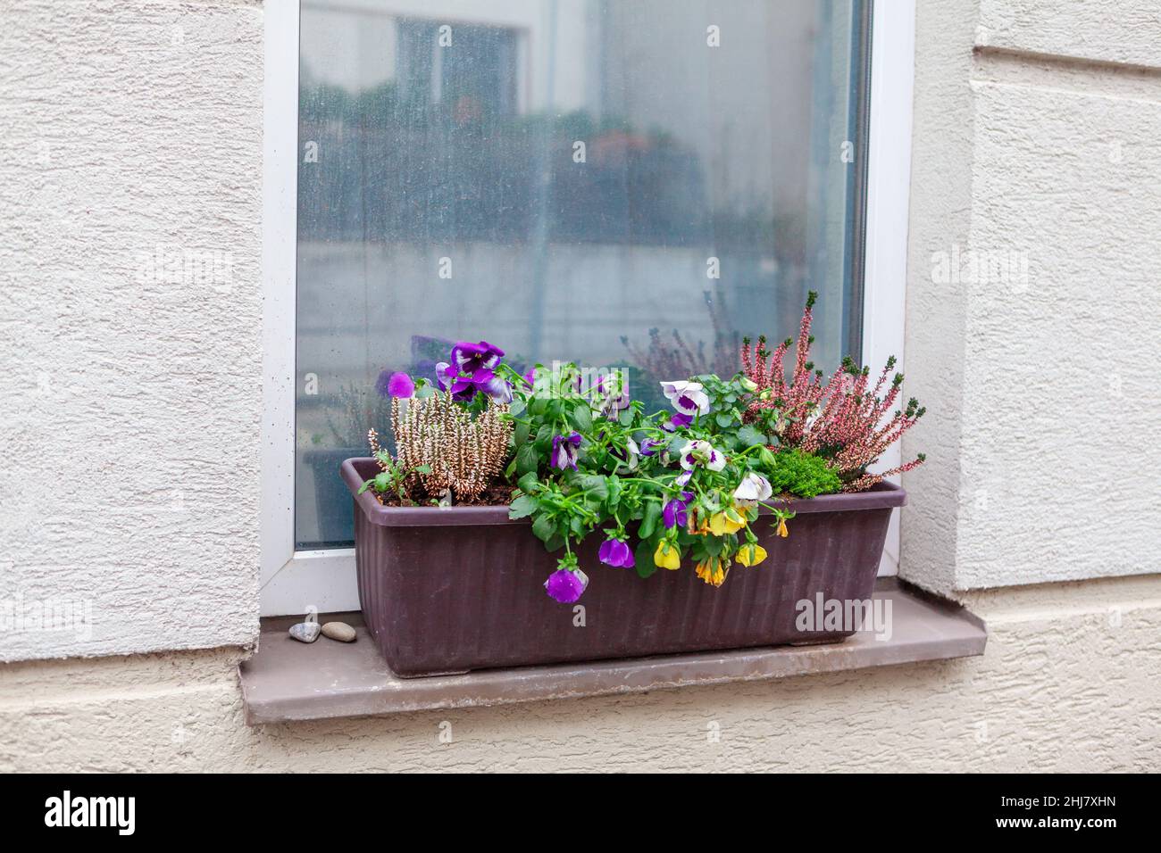 Withered flowers at the window . Exterior view of flowerbed at ...