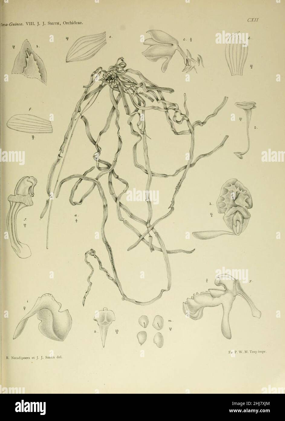 Taeniophyllum maximum Nova Guinea V8 pt3 pl CXII (1907-09 Stock Photo ...