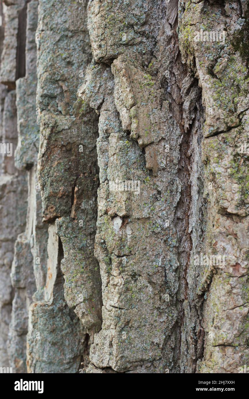 Thick bark on the tree trunk of an old oak tree Stock Photo - Alamy