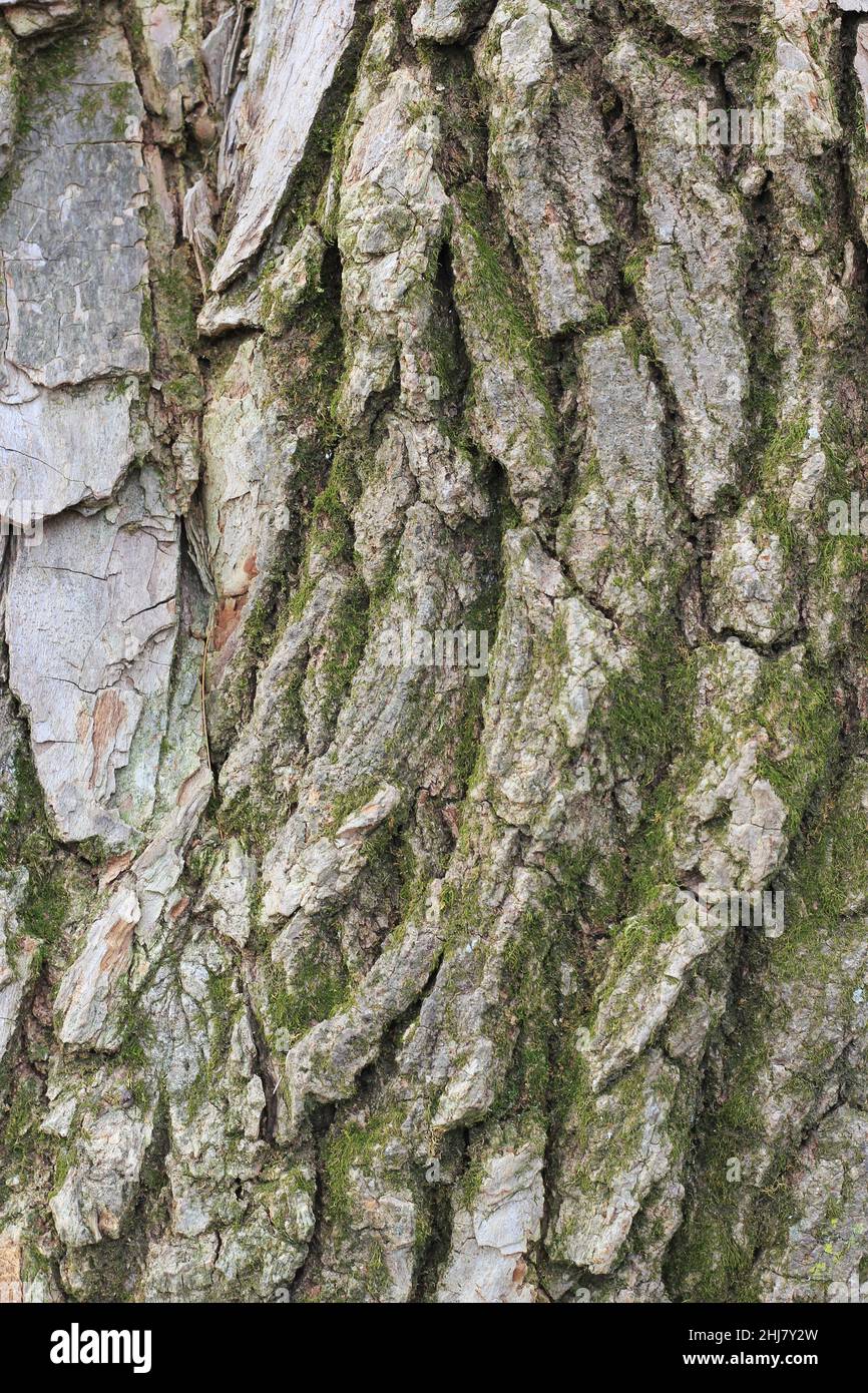 Thick bark on the tree trunk of an old oak tree Stock Photo - Alamy
