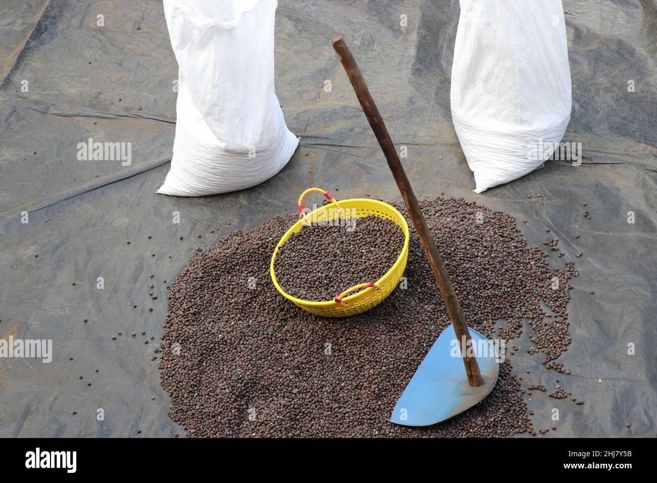 Dried berries of robusta coffee being filled into bags for selling with ...
