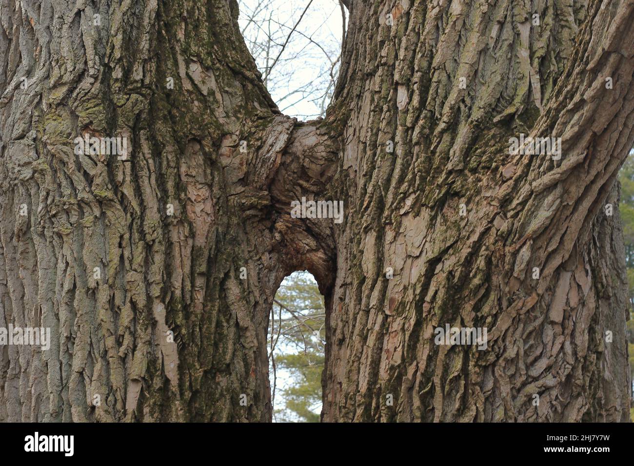 Two trees kissing in the woods in an unusual pose Stock Photo - Alamy
