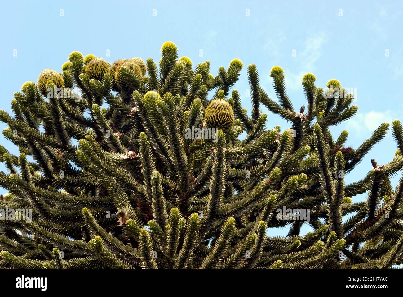 Close-up of a Monkey Puzzle Tree (Araucaria araucana Stock Photo - Alamy