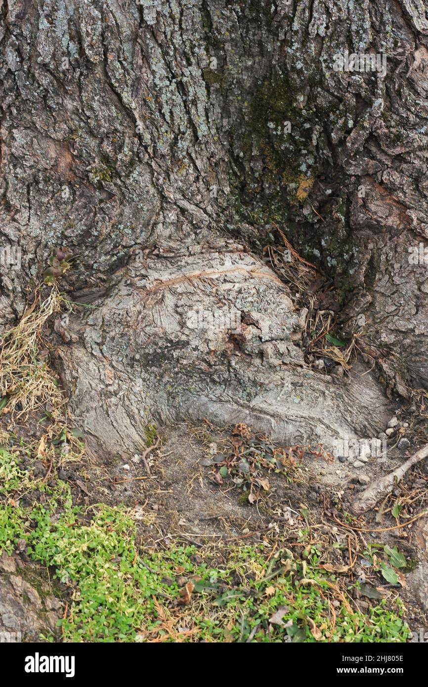 The root of an old oak tree growing in the meadow Stock Photo - Alamy