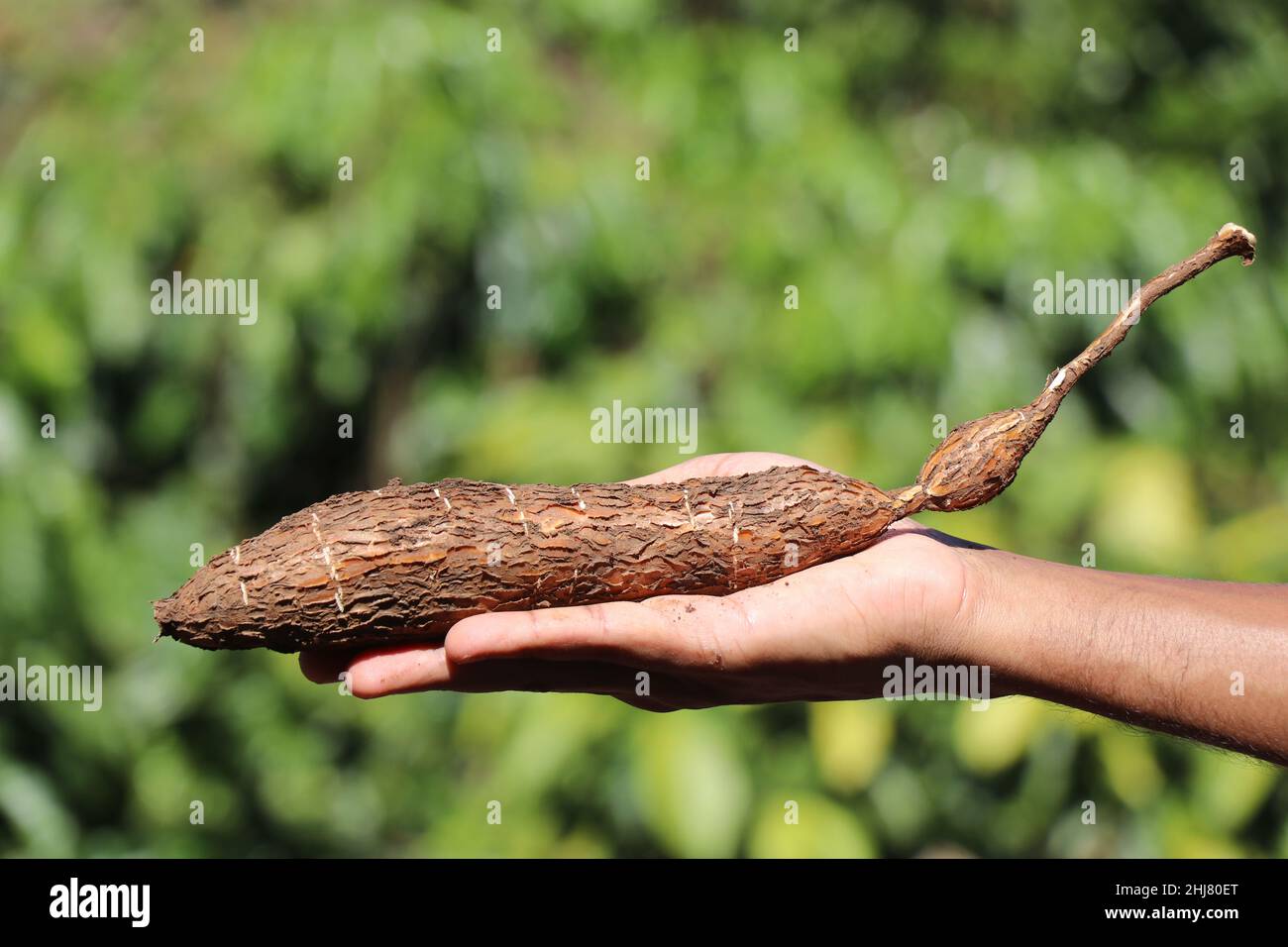 Cassava farms hi-res stock photography and images - Alamy