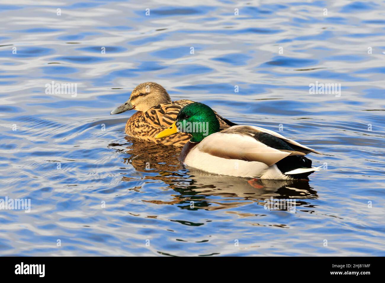 River annan wildlife hi-res stock photography and images - Alamy