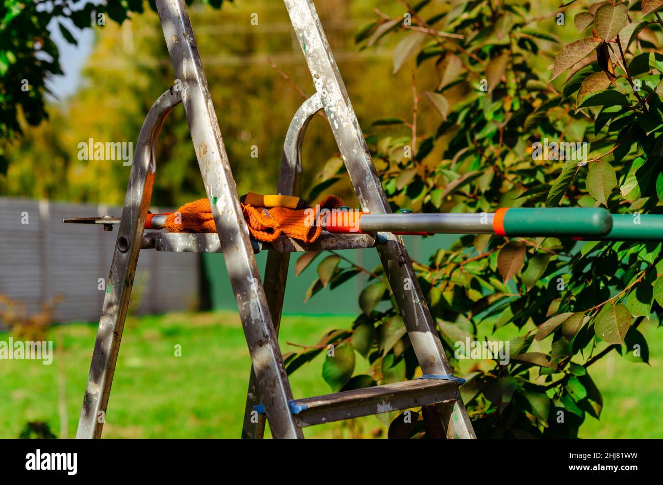 Seasonal pruning trees with pruning shears. Gardener pruning fruit ...