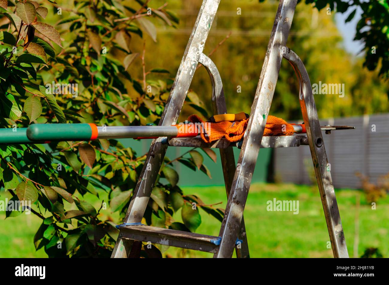 Seasonal pruning trees with pruning shears. Gardener pruning fruit ...