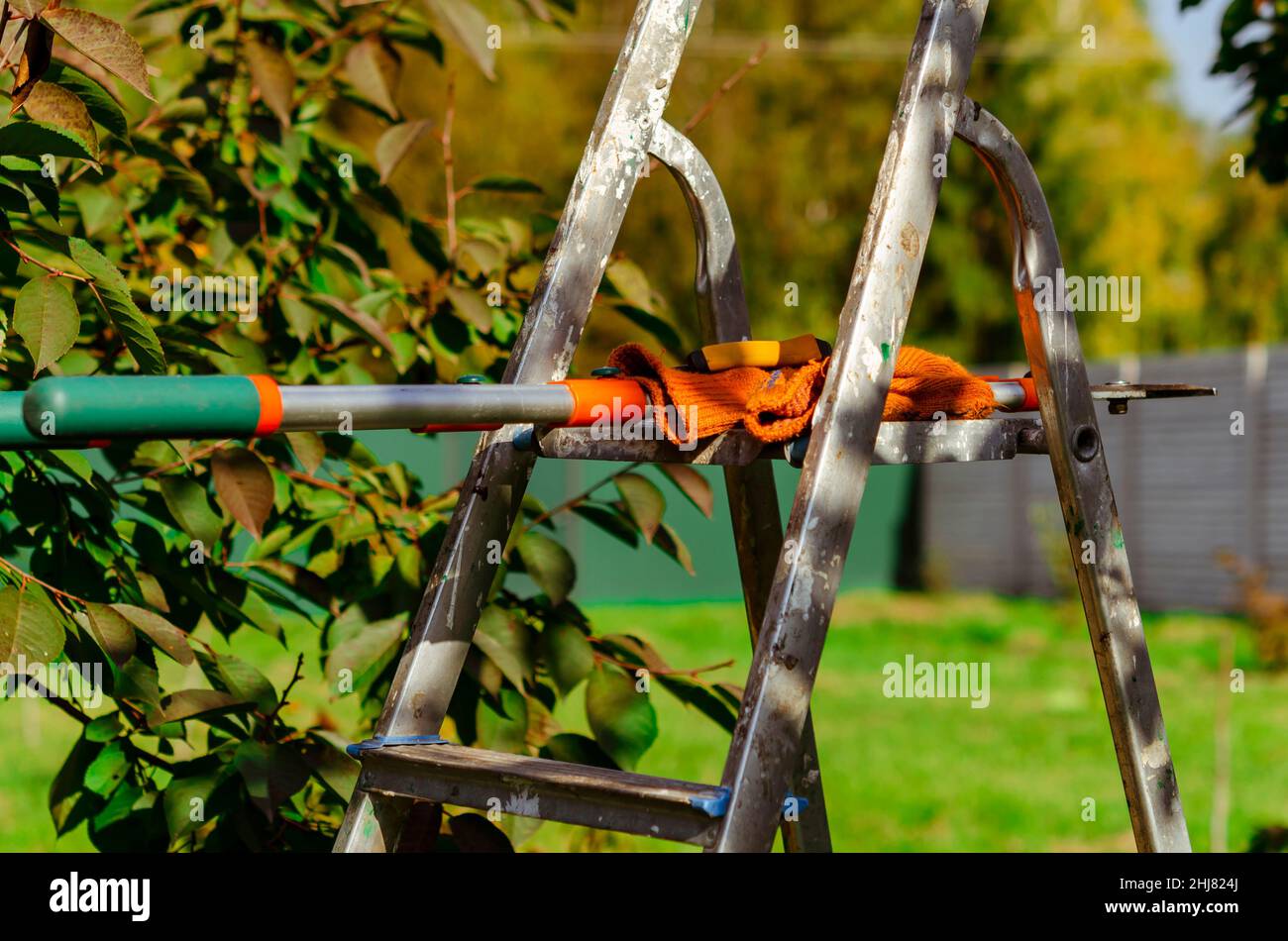 Seasonal pruning trees with pruning shears. Gardener pruning fruit ...