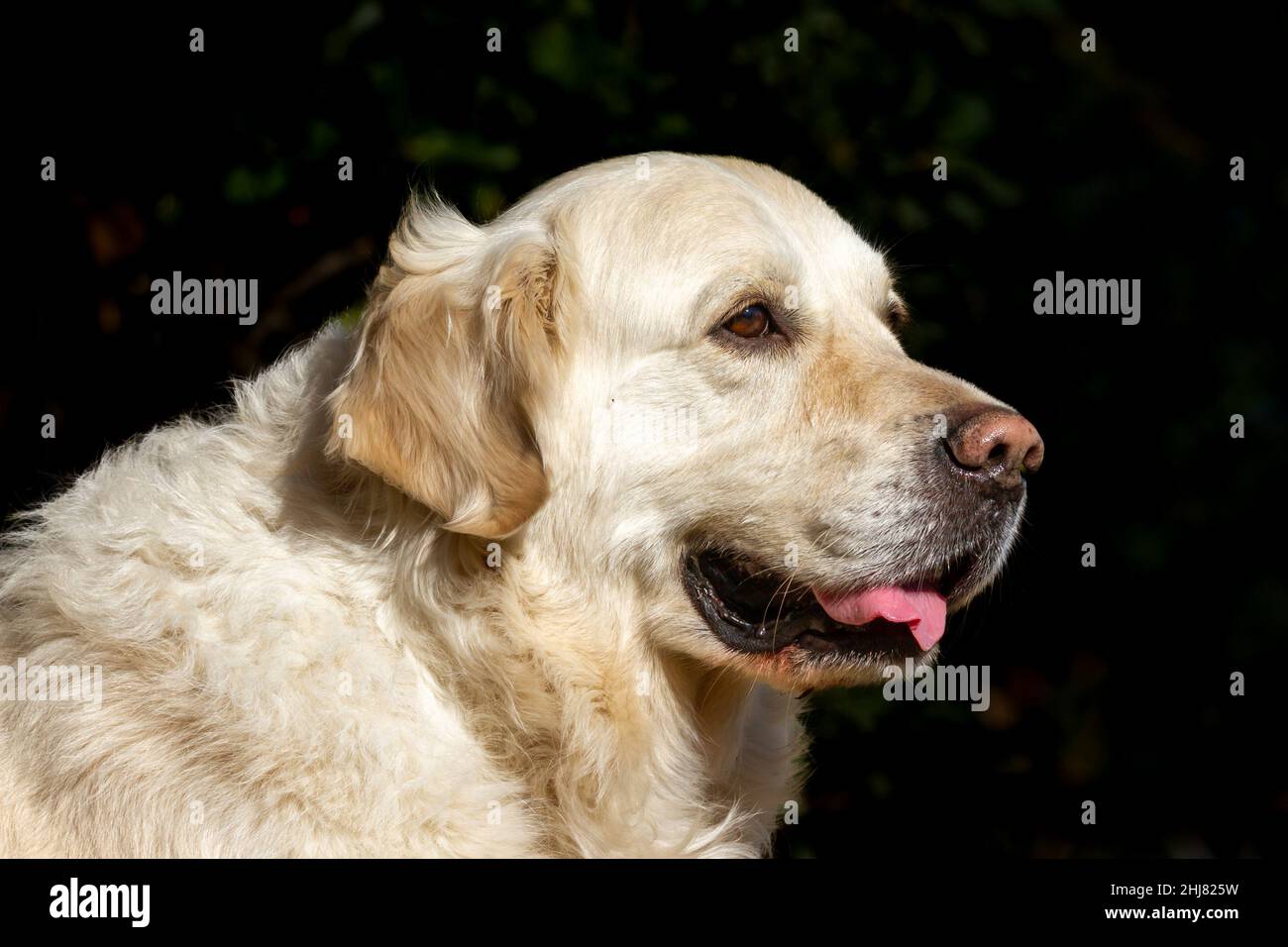 Face of a dog of the golden retriever breed in the foreground with a ...