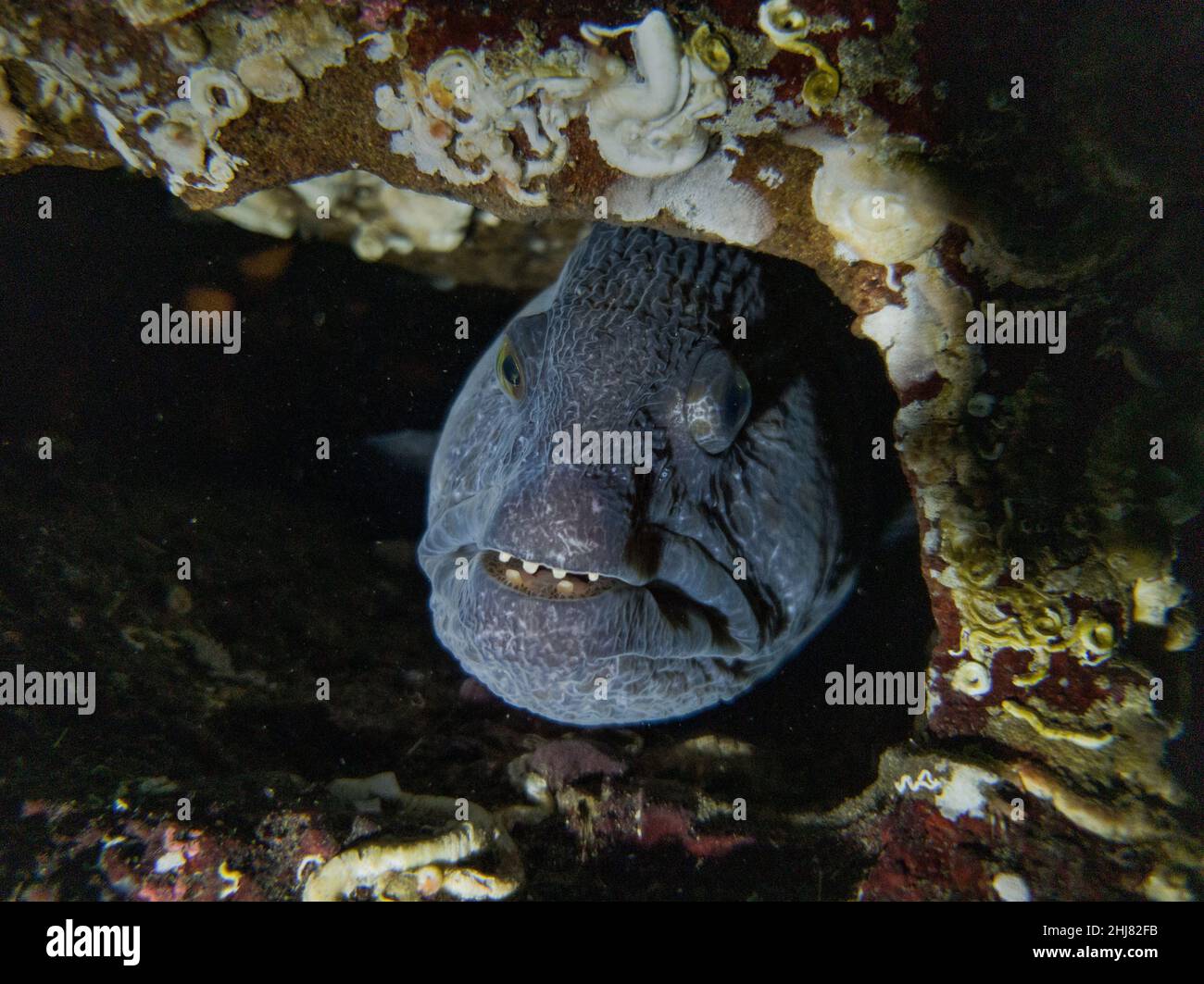 Pacific wolf eel hi-res stock photography and images - Alamy