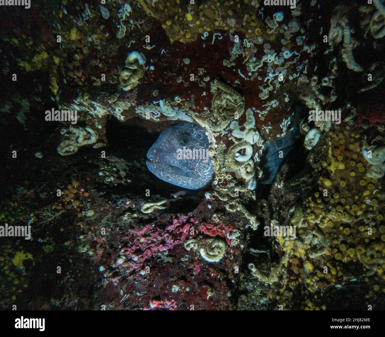 Pacific wolf eel hi-res stock photography and images - Alamy