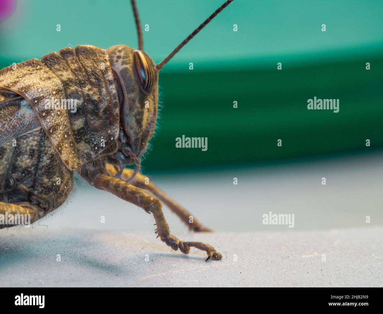 The butterfly and grasshopper hi-res stock photography and images - Alamy