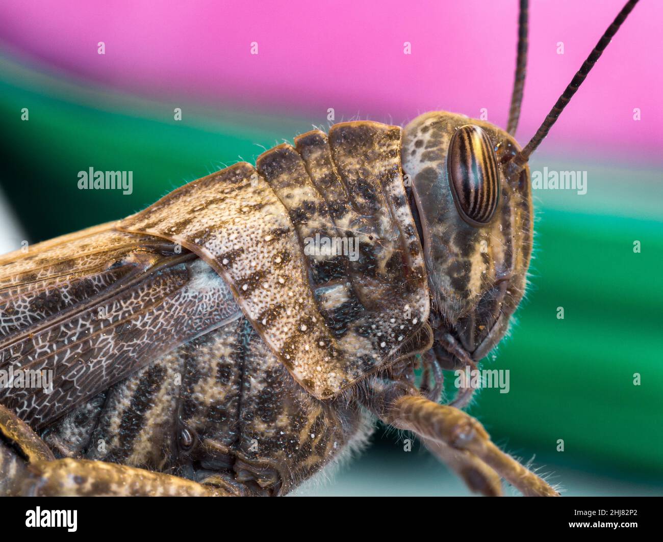 The butterfly and grasshopper hi-res stock photography and images - Alamy