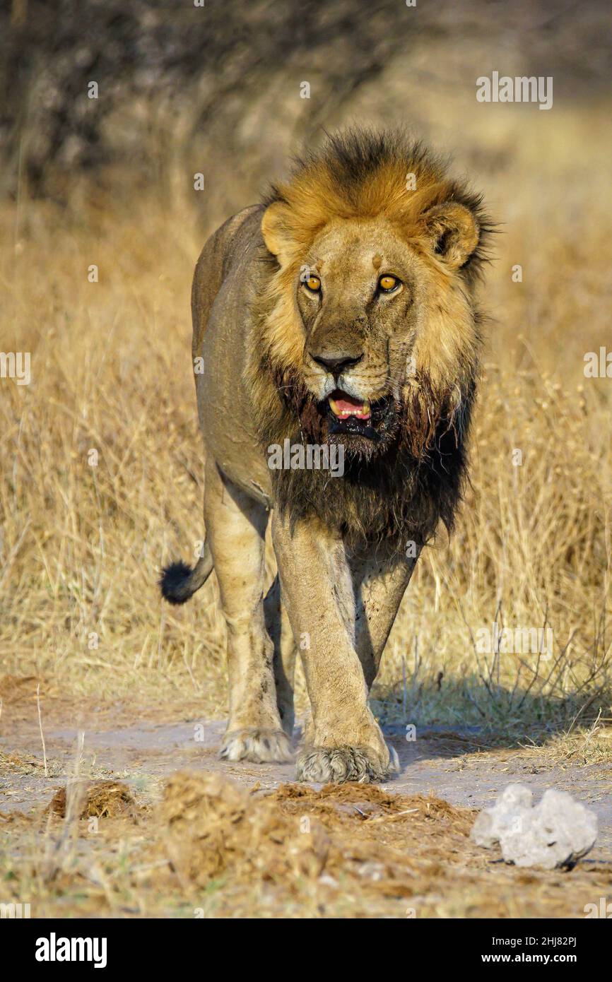 Brushy field hi-res stock photography and images - Alamy