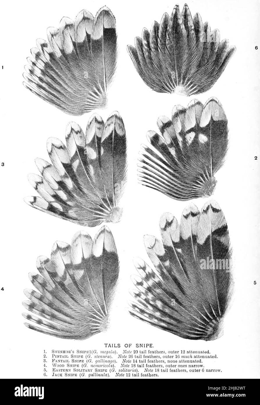 Tails of Snipe 1921 Stock Photo - Alamy