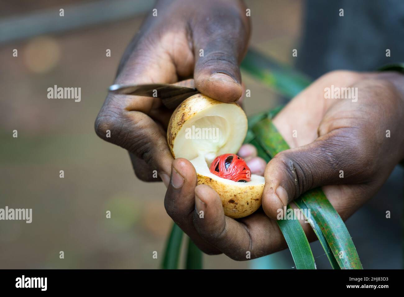 a nutmeg is cut with a knife Stock Photo - Alamy
