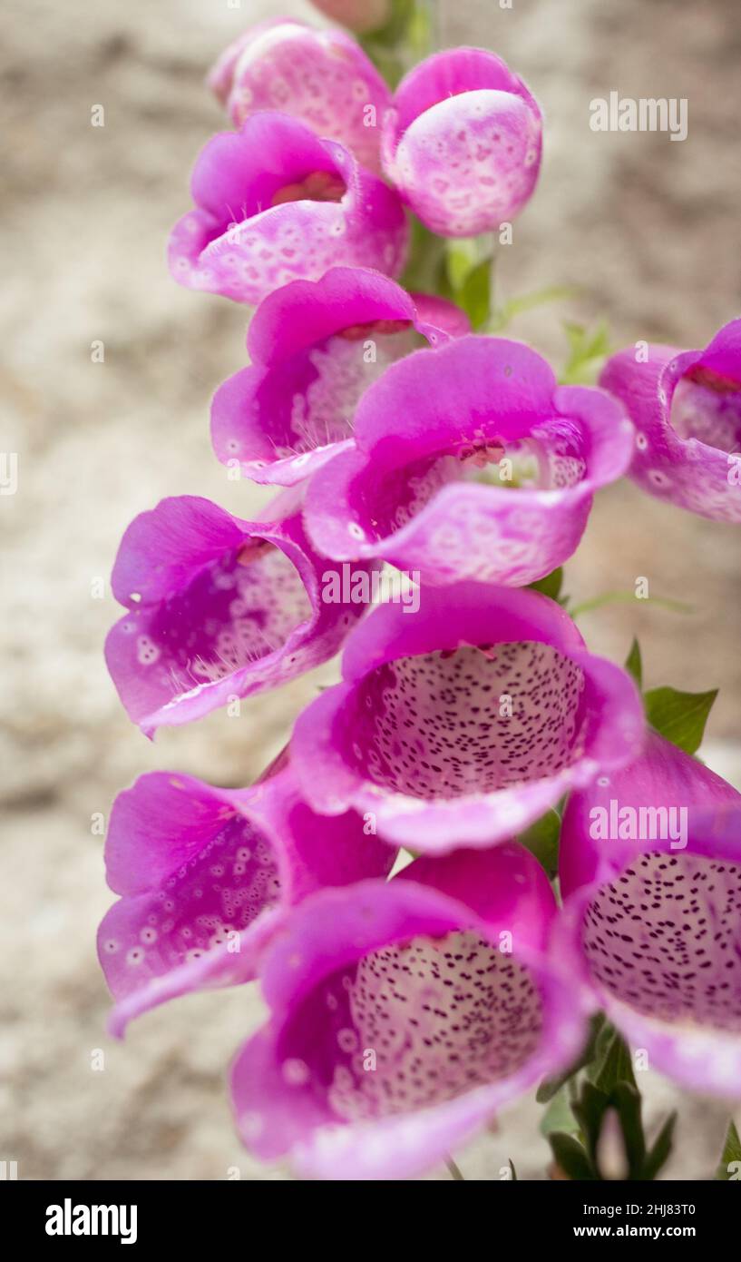 Trypophobia hi-res stock photography and images - Alamy