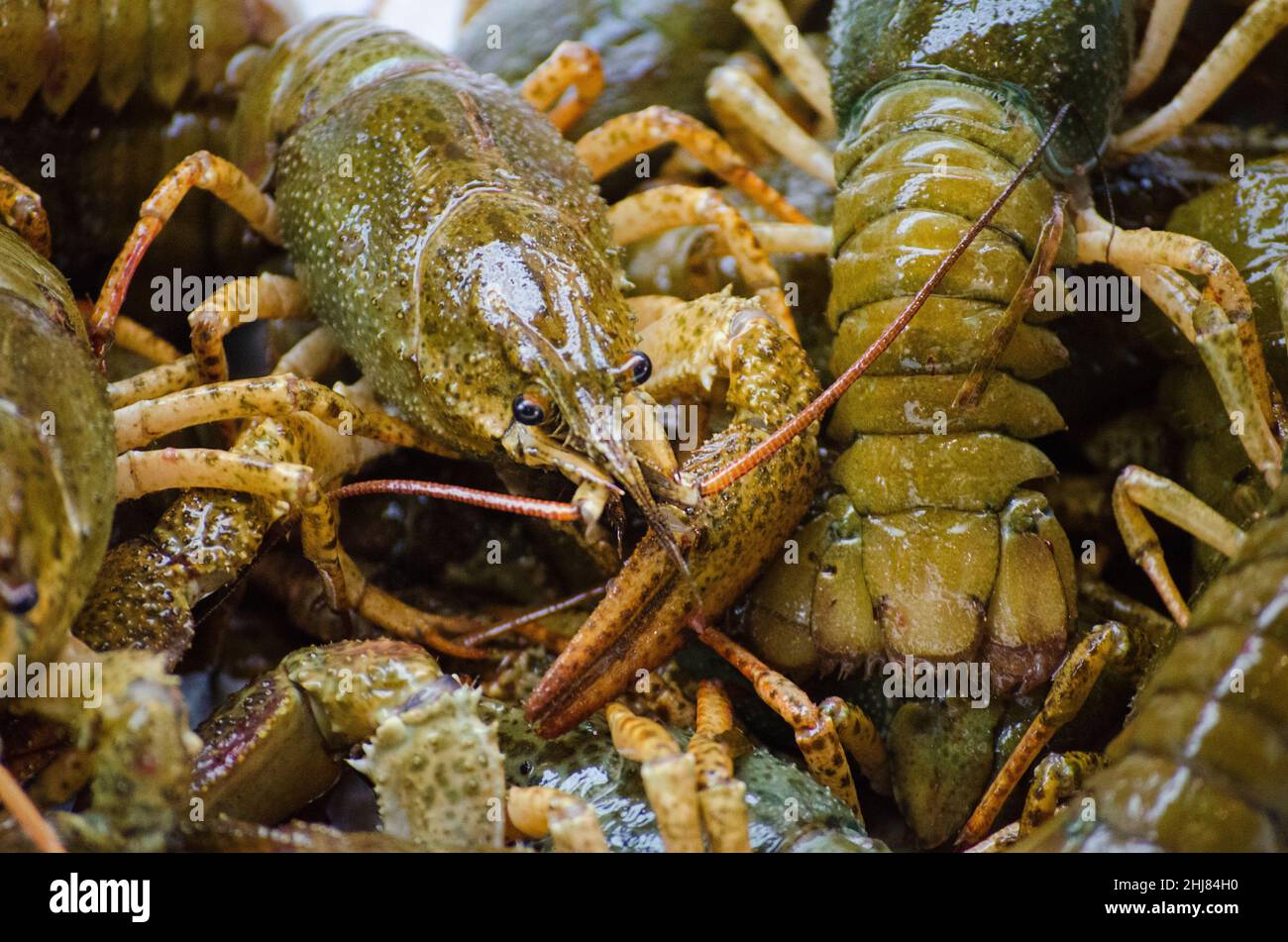 live freshwater river cancer on a white background Stock Photo - Alamy