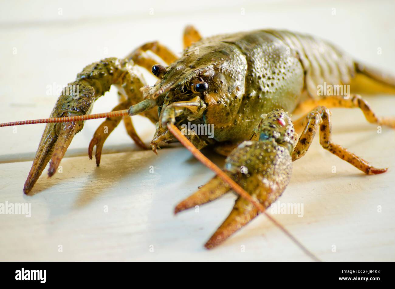 live freshwater river cancer on a white background Stock Photo - Alamy