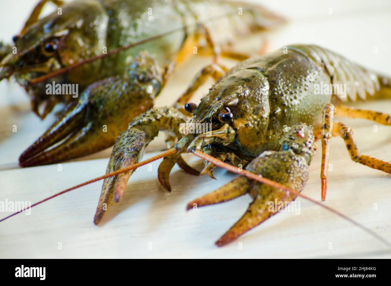 live freshwater river cancer on a white background Stock Photo - Alamy