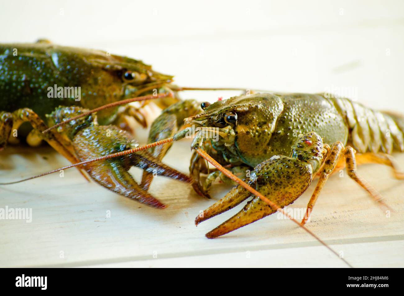 live freshwater river cancer on a white background Stock Photo - Alamy