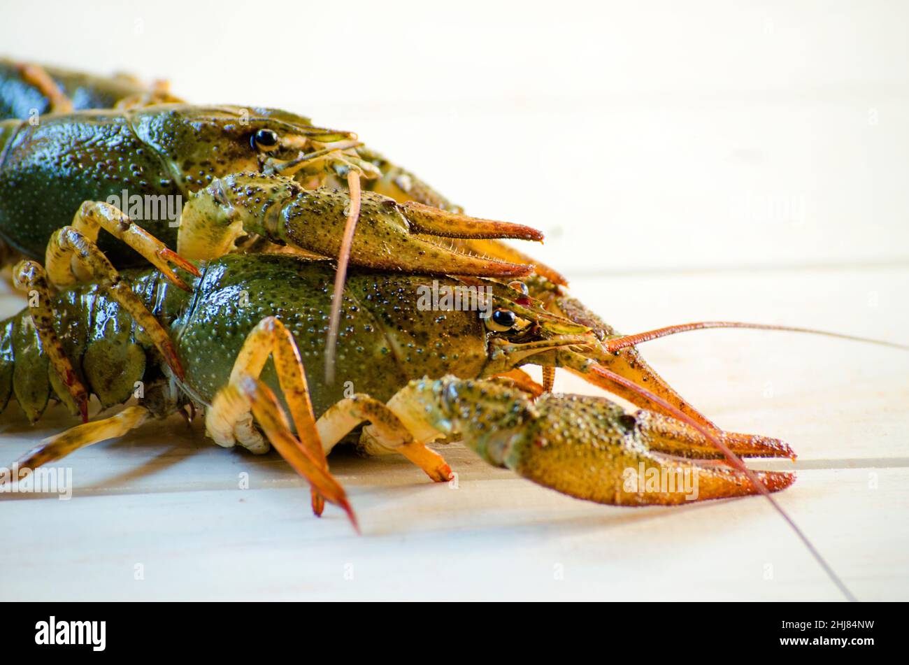 live freshwater river cancer on a white background Stock Photo - Alamy