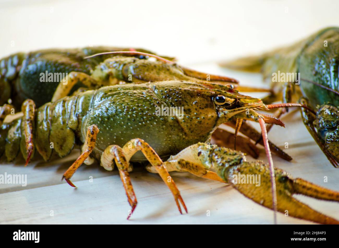 live freshwater river cancer on a white background Stock Photo - Alamy