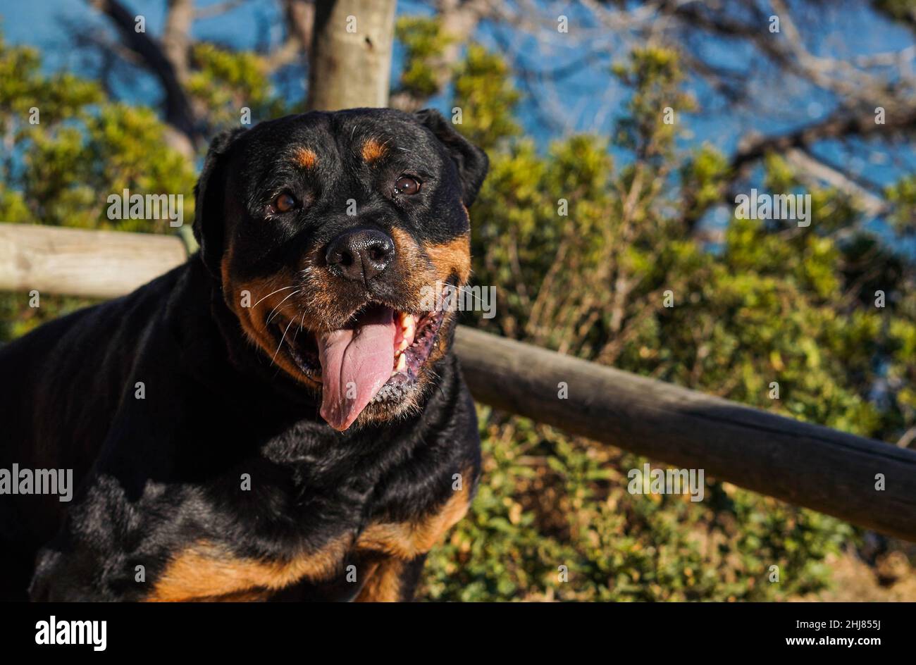 Rottweiler dog of a dangerous breed walking without a muzzle Stock ...
