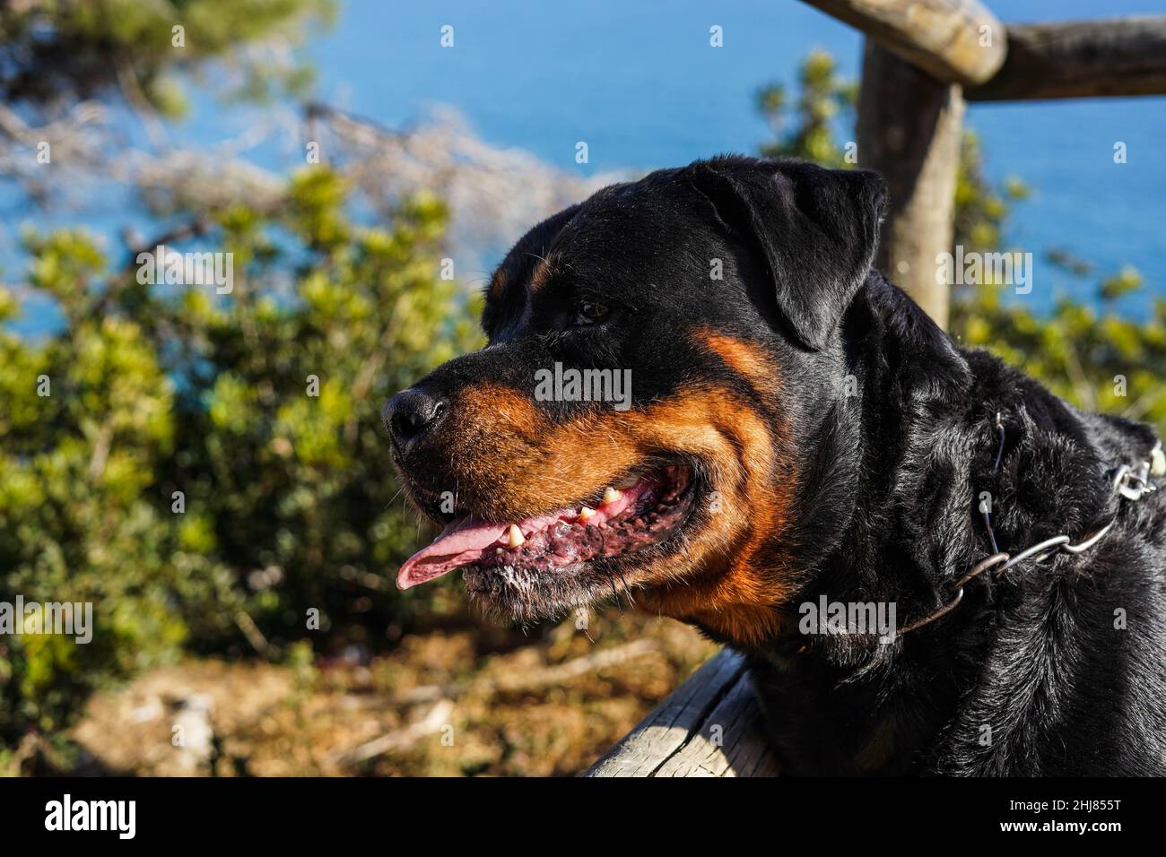 Rottweiler dog of a dangerous breed walking without a muzzle Stock ...