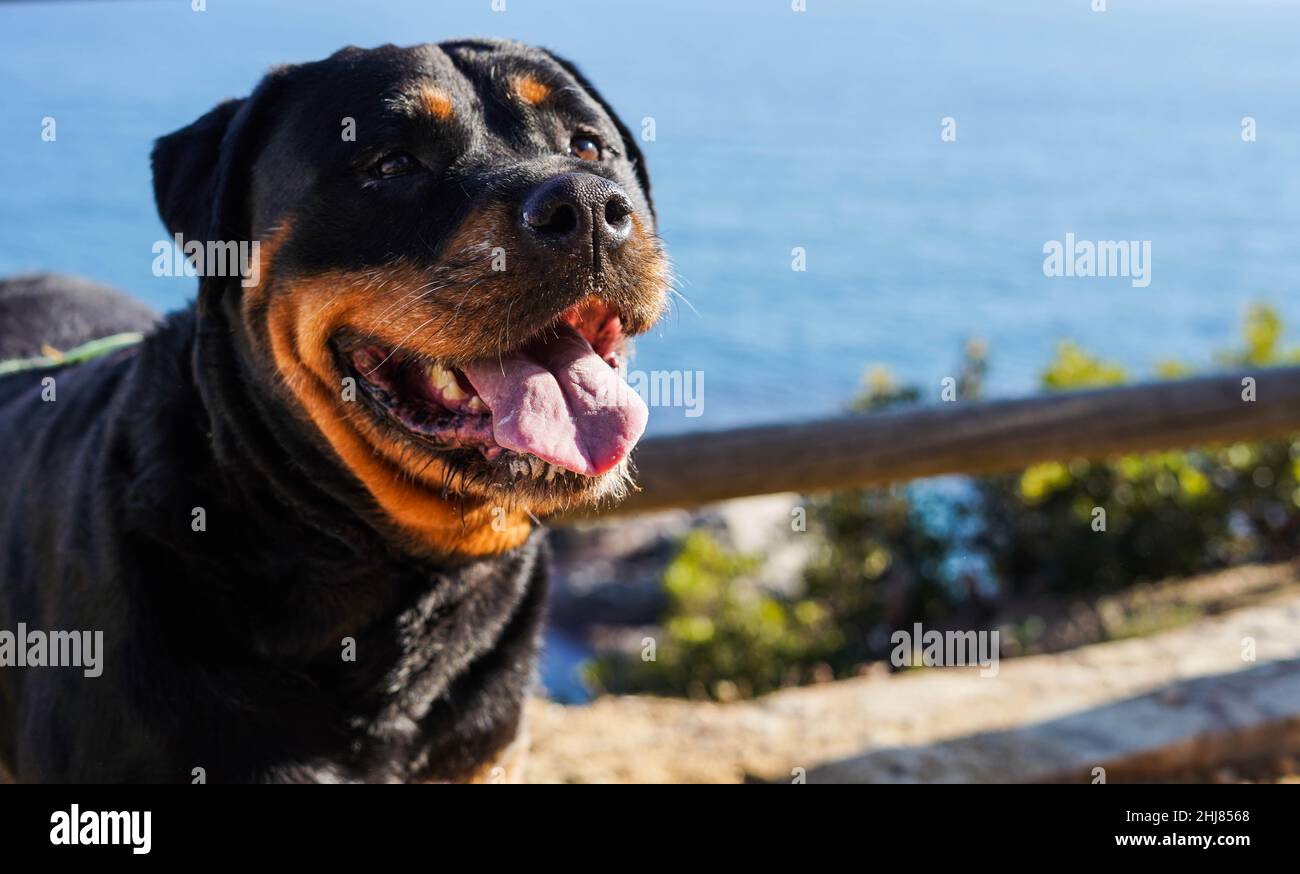 Are Rottweiler Bulldogs Dangerous