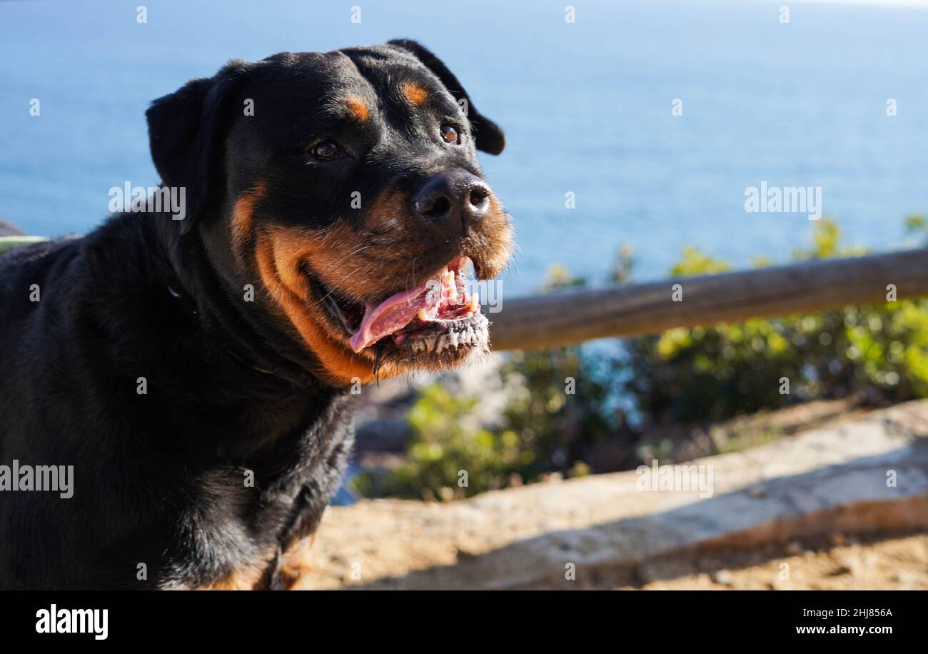 Rottweiler rottweilers puppy hi-res stock photography and images - Alamy