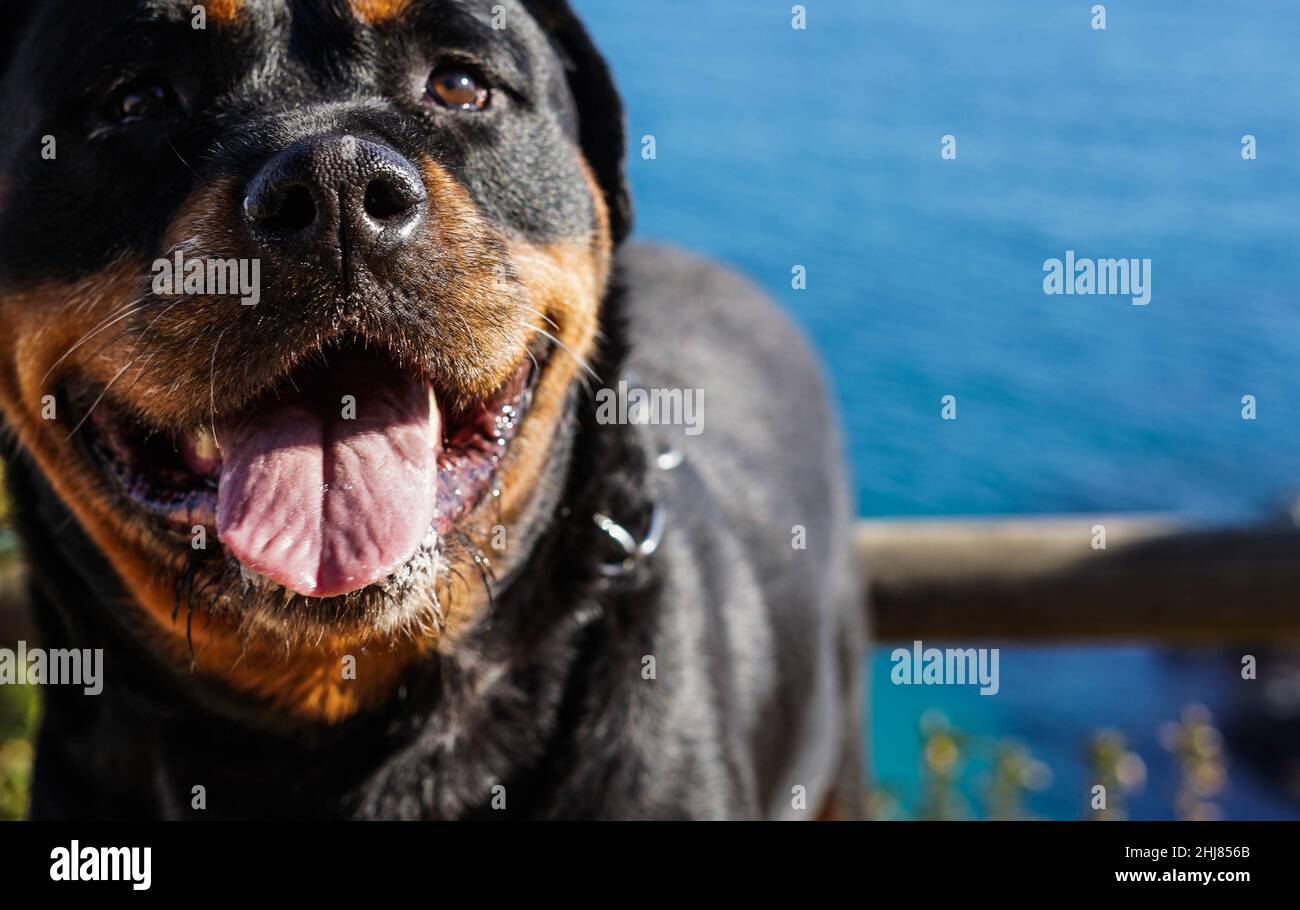 Rottweiler dog of a dangerous breed walking without a muzzle Stock ...