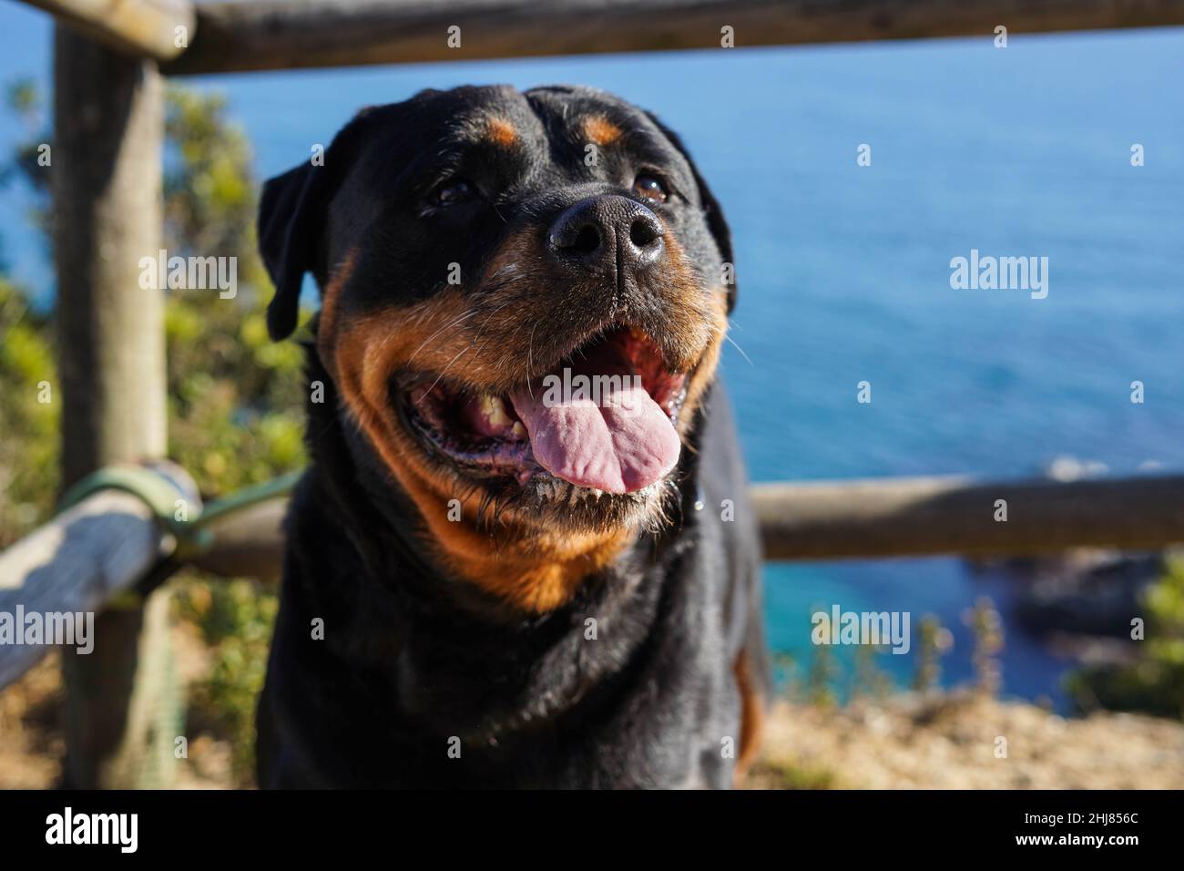 Is Rottweiler Dangerous