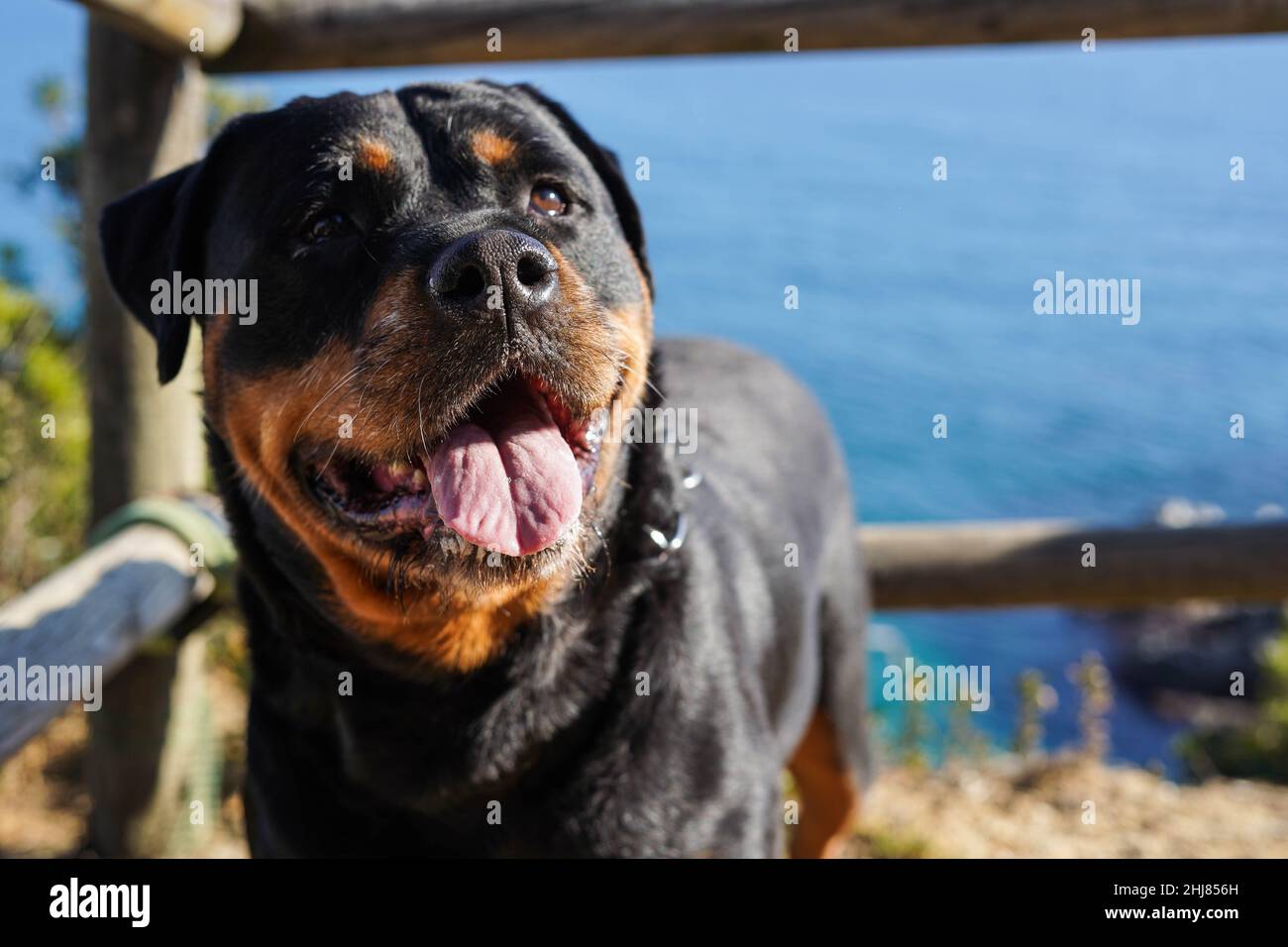 Rottweiler dog of a dangerous breed walking without a muzzle Stock ...