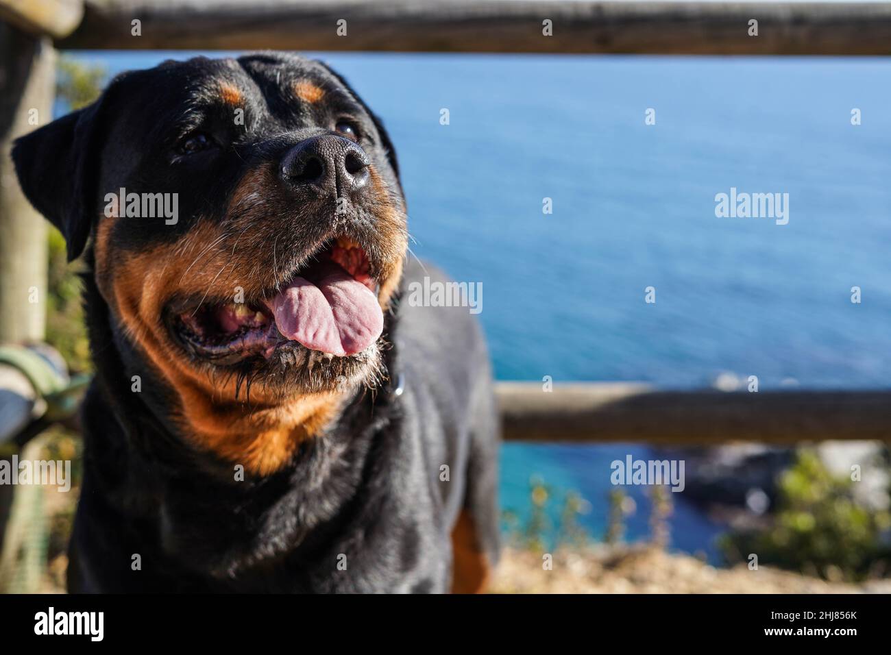 Rottweiler dog of a dangerous breed walking without a muzzle Stock ...