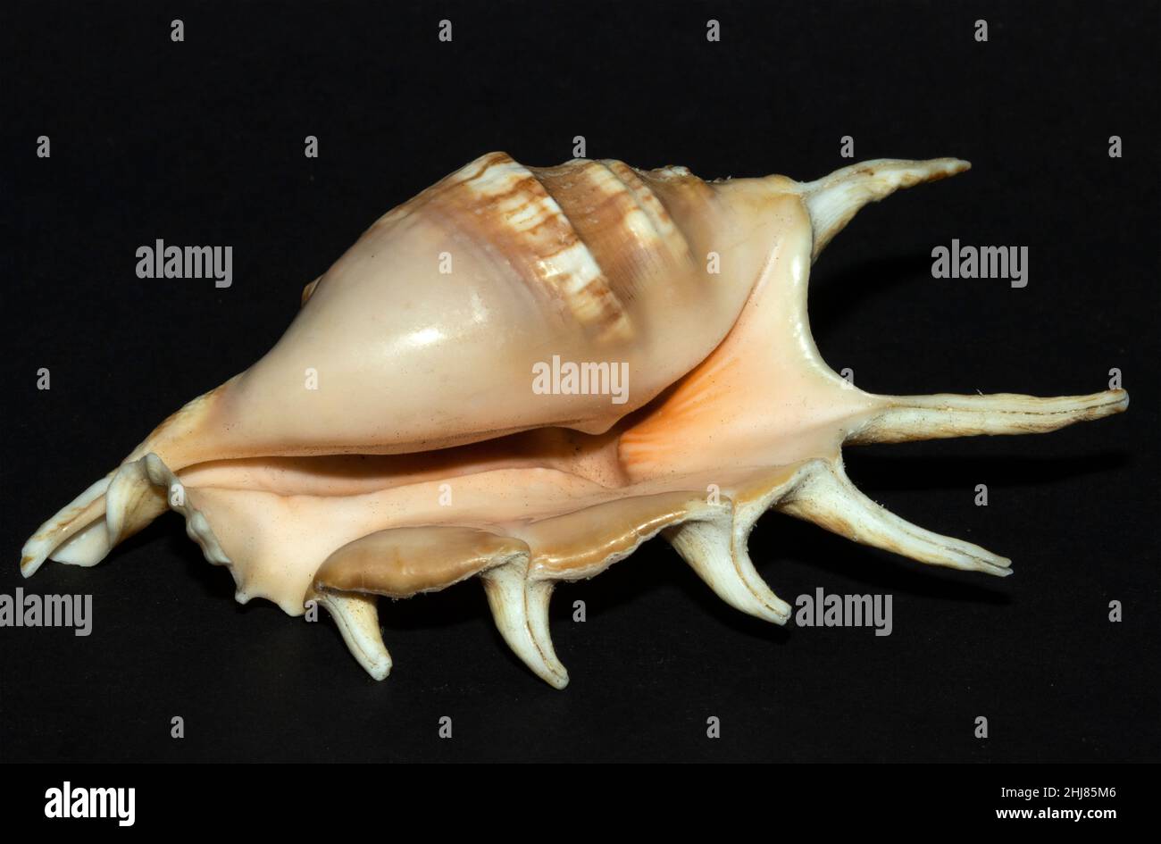 A distinctive marine mollusc, the Spider Conch is still relatively ...