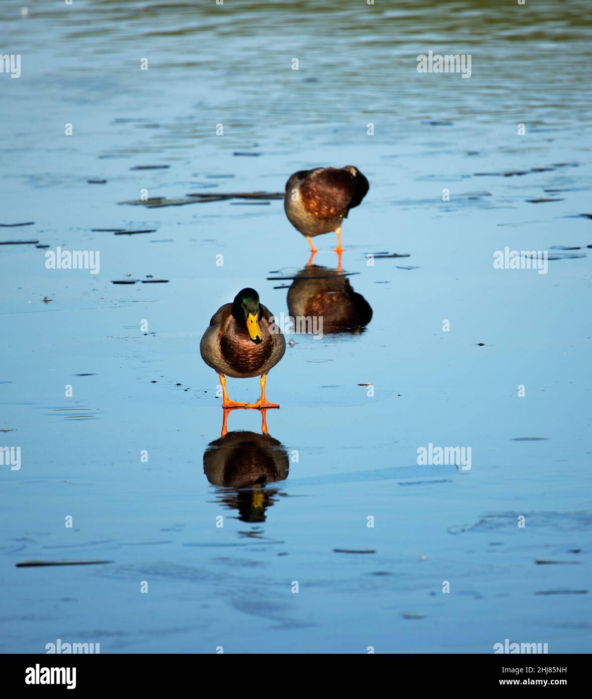 Light refraction duck hi-res stock photography and images - Alamy