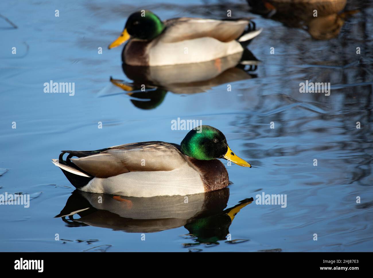 Light refraction duck hi-res stock photography and images - Alamy