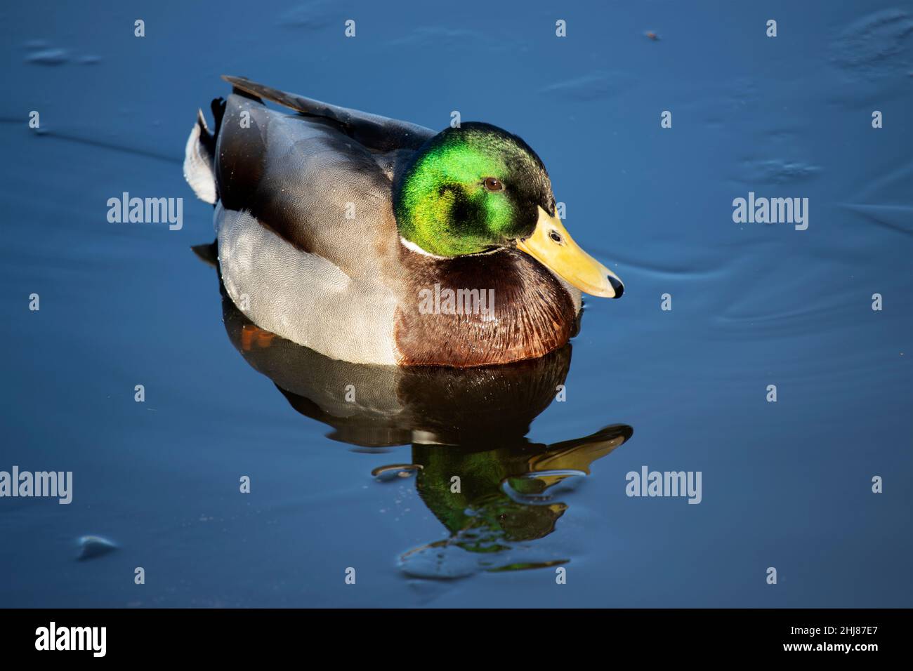 Familiar bird of our wetlands hi-res stock photography and images - Alamy