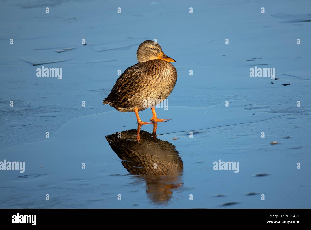 Light refraction duck hi-res stock photography and images - Alamy