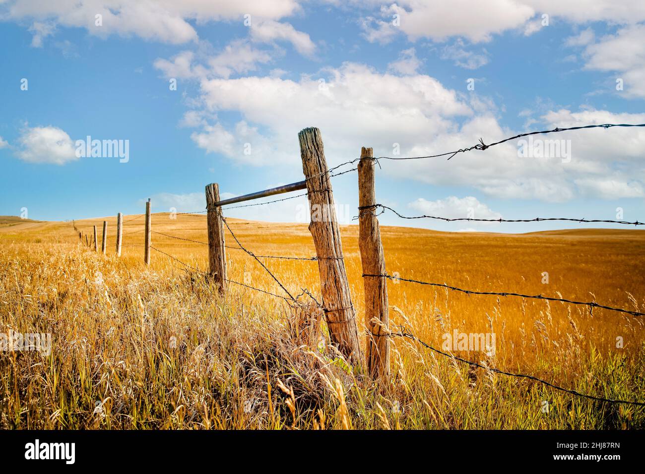 Barbed wire fence between golden summer meadows in Montana Stock Photo ...