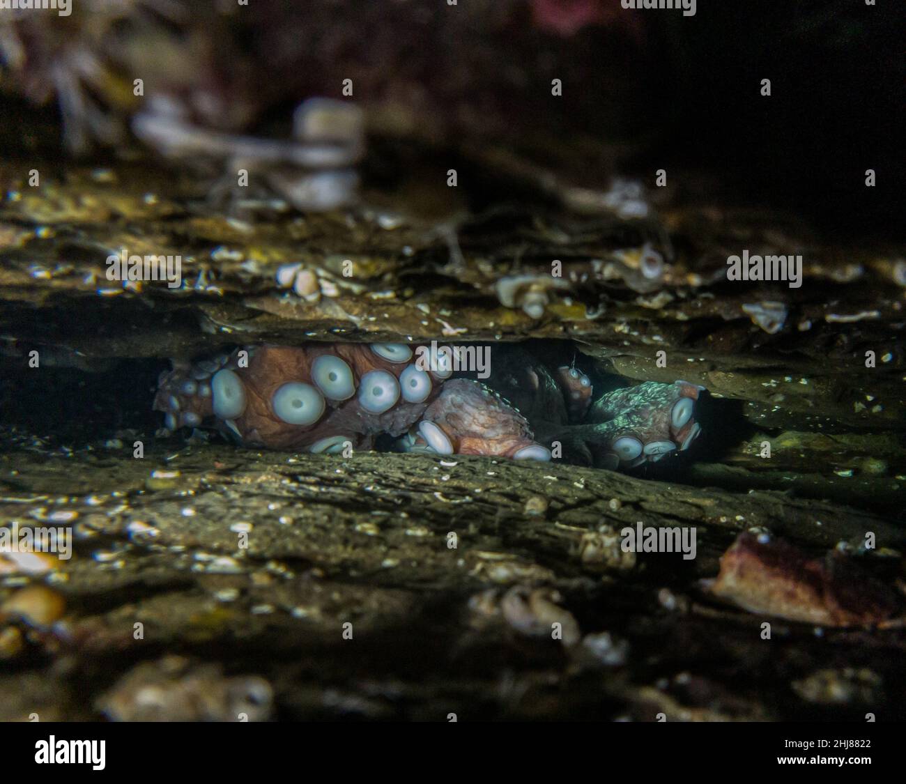 Octopus mountain hi-res stock photography and images - Alamy