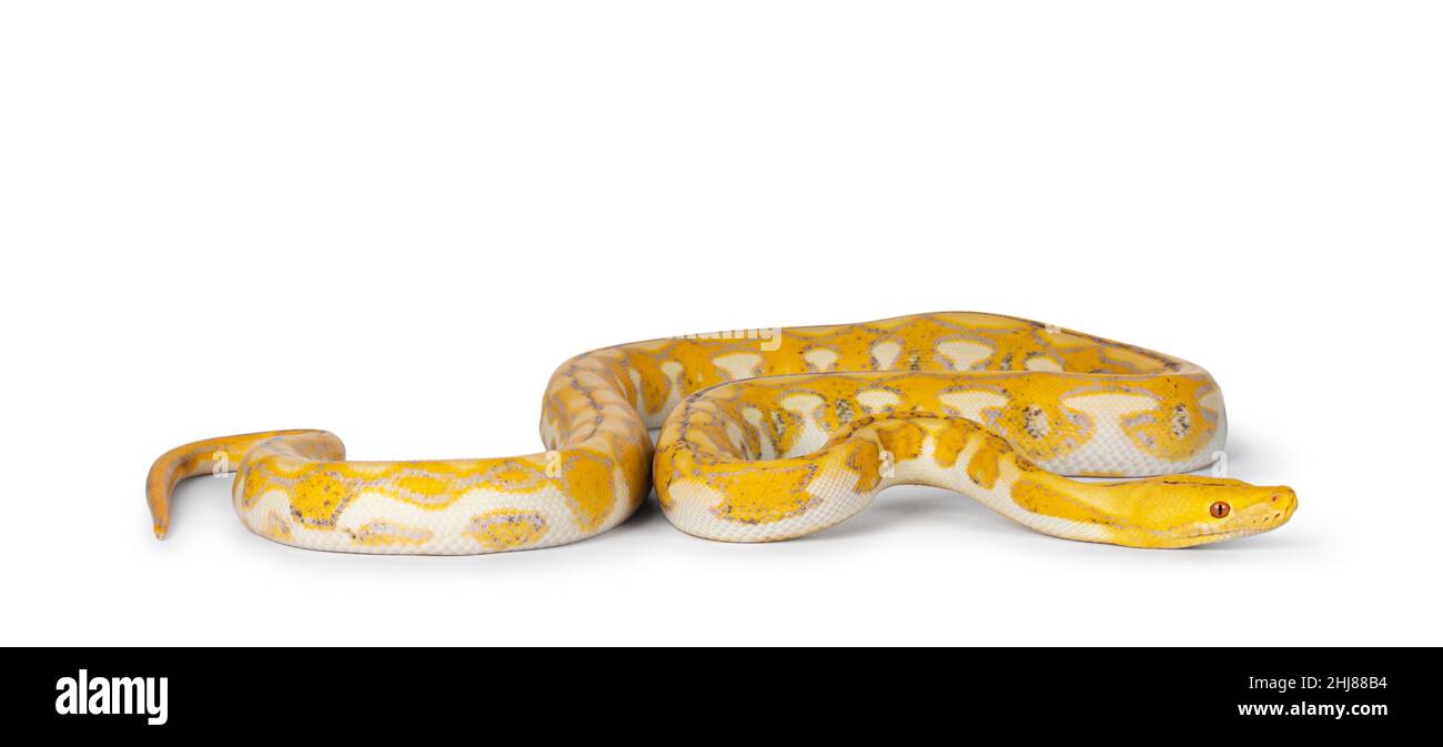 Female juvenile Reticulated python aka Malayopython reticulatus snake ...