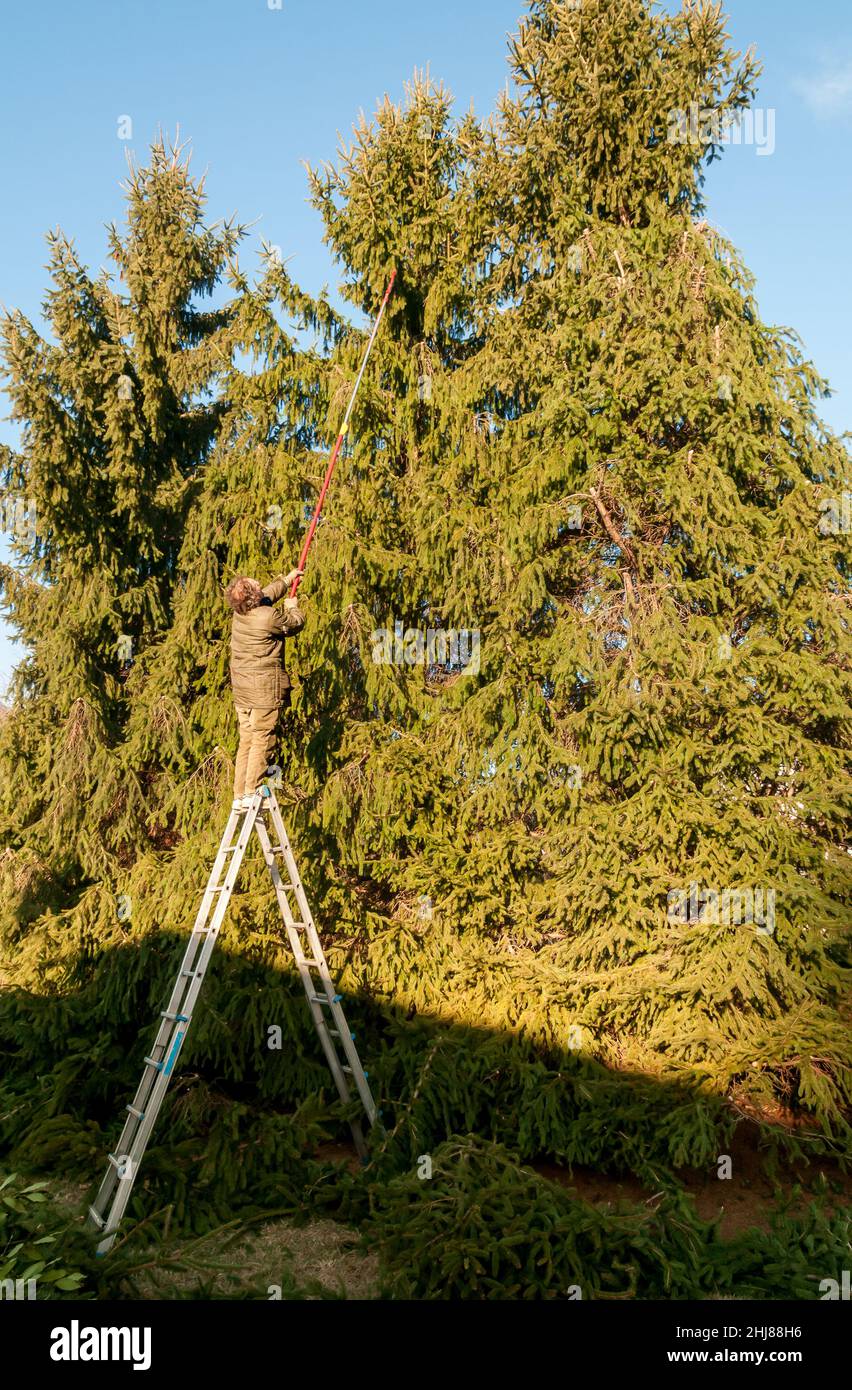 Gardener cutting the branches of a tall pine tree with cutter trimming ...