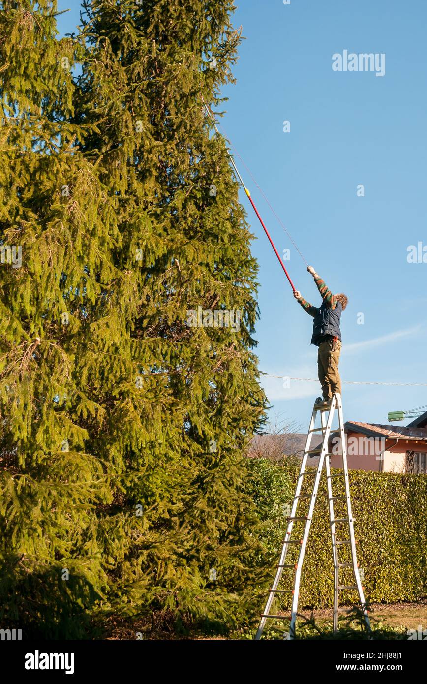 Gardener cutting the branches of a tall pine tree with cutter trimming ...